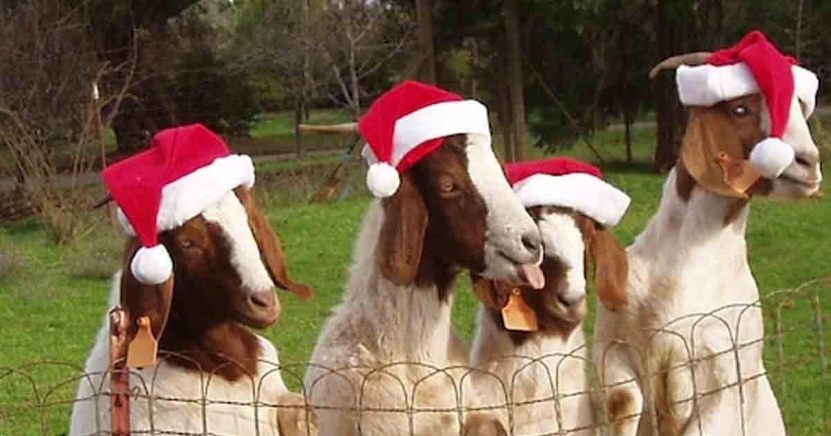 Recycle Your Christmas Tree By Giving It To The Goats