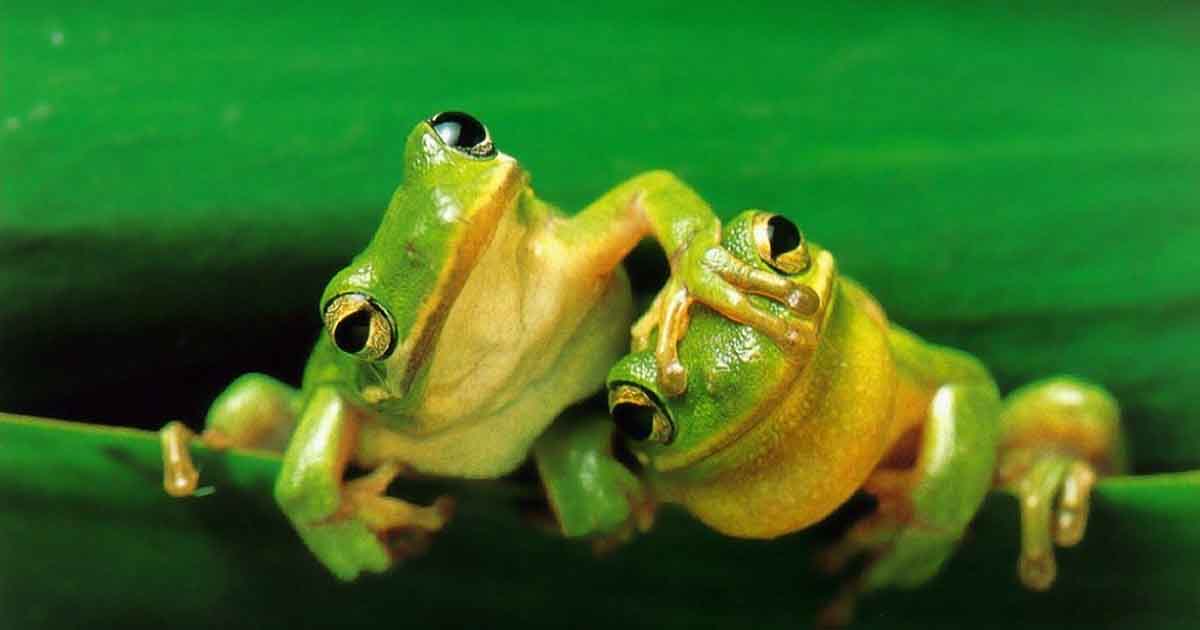 Next up on Juice Trends: A Frog Juice that cures ailments. Wait, What?