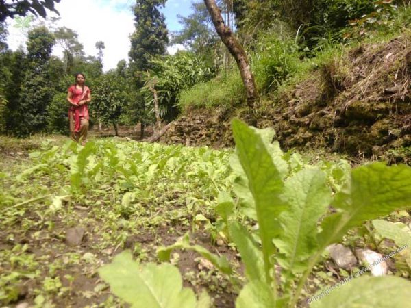 Sikkim is Posed to Become India’s First Fully Organic State By The End ...