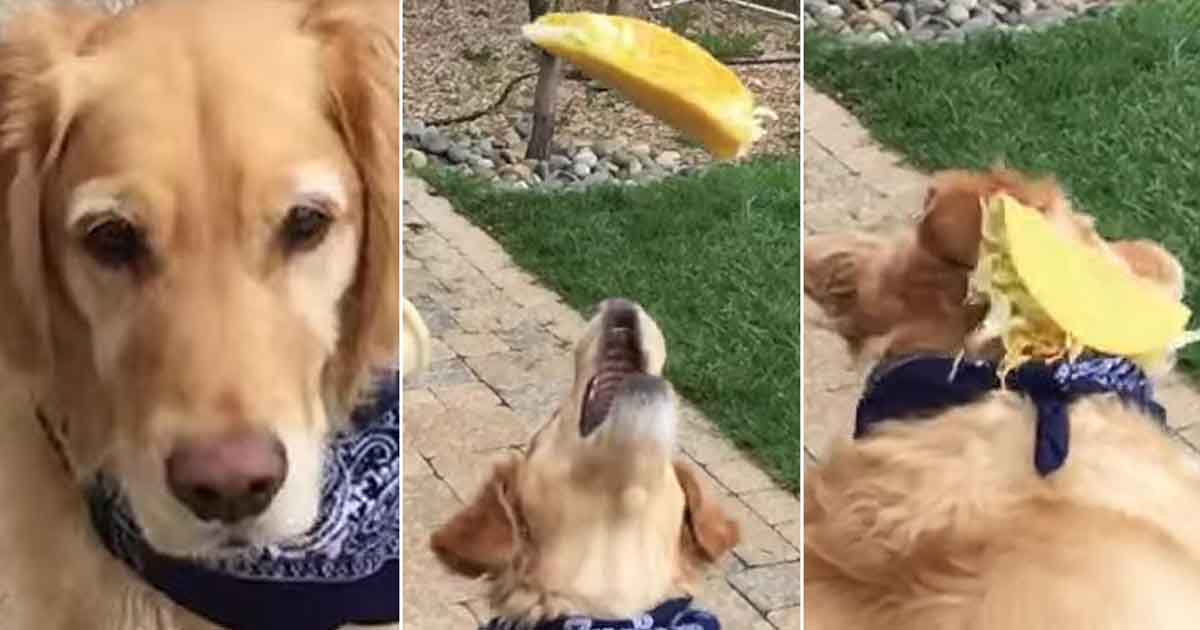 Watching Fritz The Dog Trying To Catch Food Is The Most Adorable Thing ...