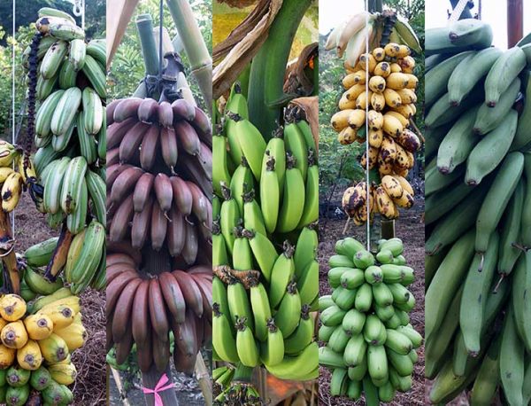 Oh Sweet Heavens: These Hawaiian Bananas Taste Exactly Like Ice Cream!