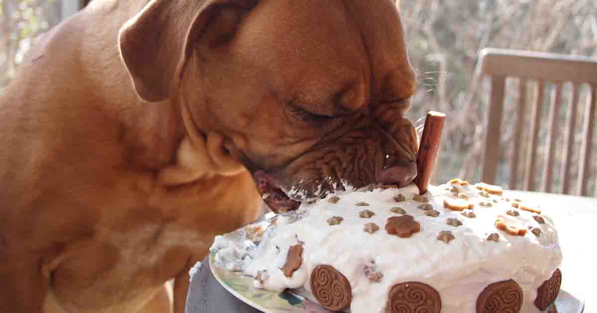 5 Dog-Friendly Cake Recipes For Your Furry Friend’s Birthday