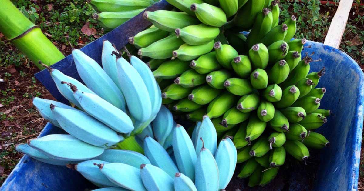 Oh Sweet Heavens: These Hawaiian Bananas Taste Exactly Like Ice Cream!