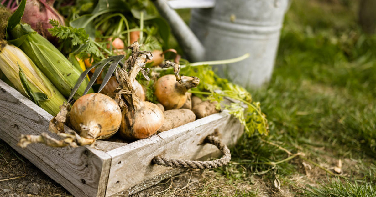 Your Guide To Growing An Organic Kitchen Garden - HungryForever Food Blog