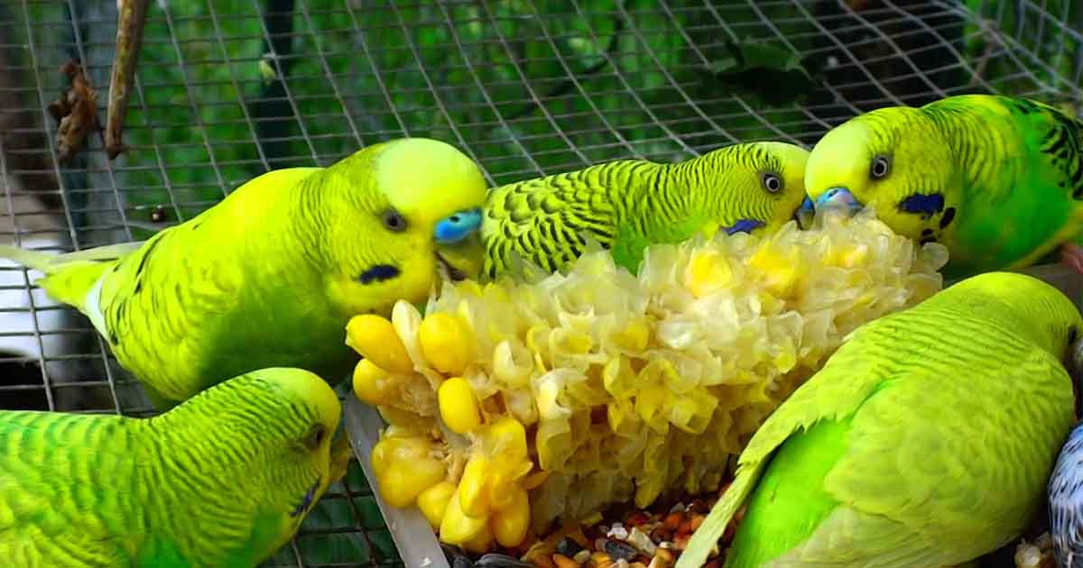 A Dietary and Nutritional Guide To Feeding A Parakeet Or Budgie ...