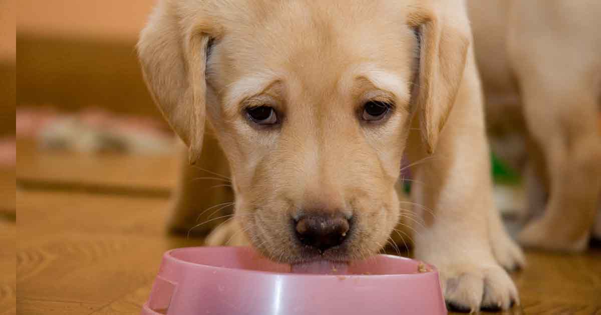 Your Labrador Is Extra Vulnerable To Obesity: Here’s What You Can Do To ...