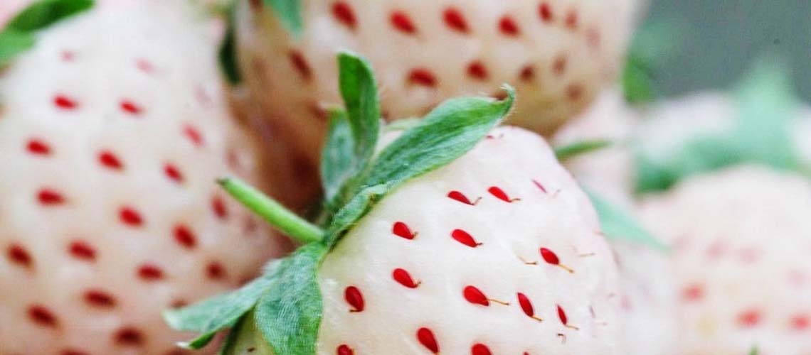Your New Favourite Fruits: Pineberries & Bubbleberries - HungryForever ...