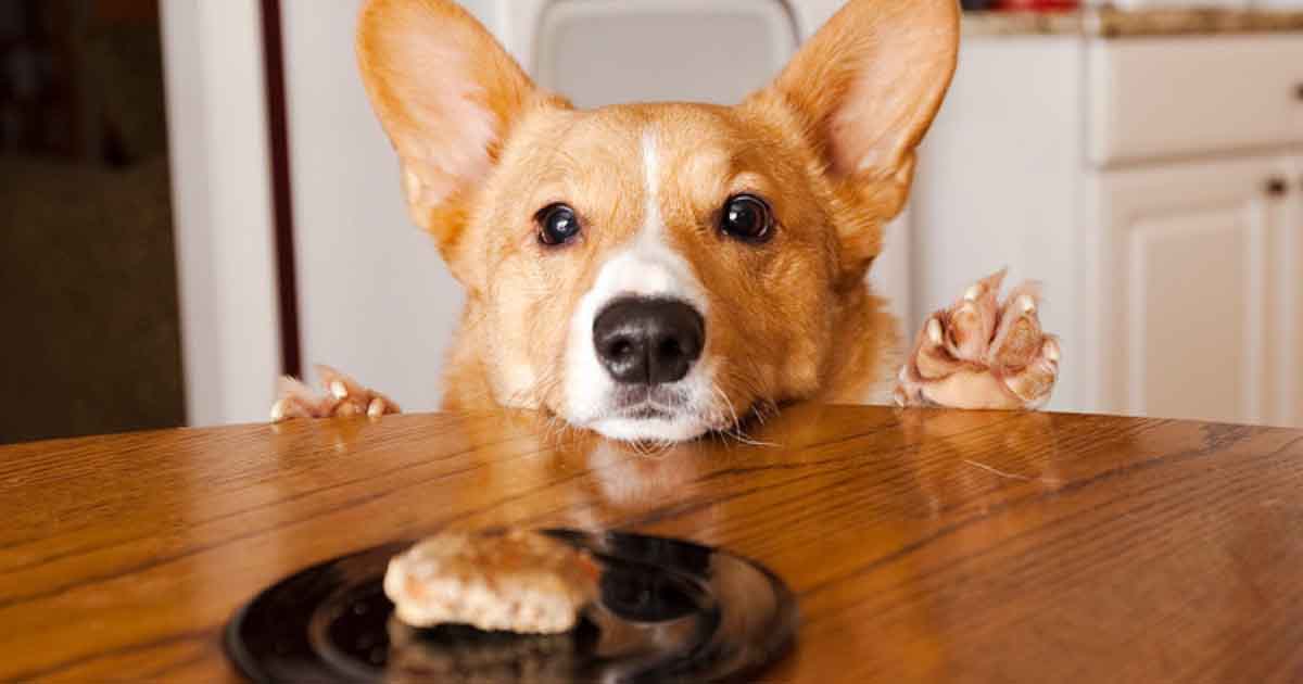 Dietary Recommendations For Managing Colitis in Dogs - HungryForever ...