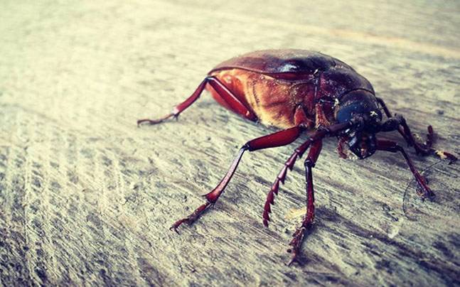 Cockroach Milk Is Here To Take Over The World - HungryForever Food Blog