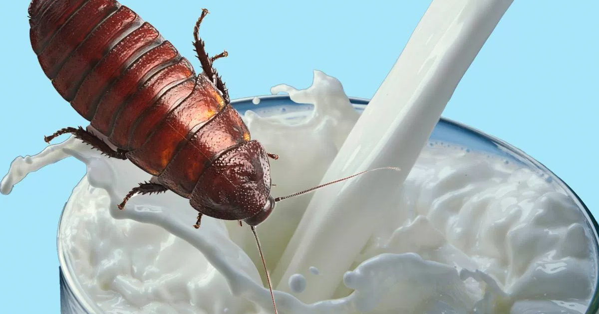 Cockroach Milk Is Here To Take Over The World - HungryForever Food Blog