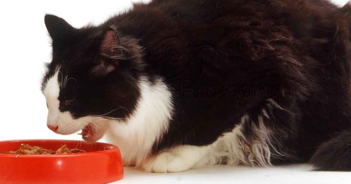 A Guide To Feeding Your Pregnant Cat - HungryForever Food Blog