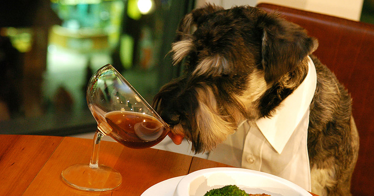 Your Dog Can Now Join In On The Wine! - HungryForever Food Blog