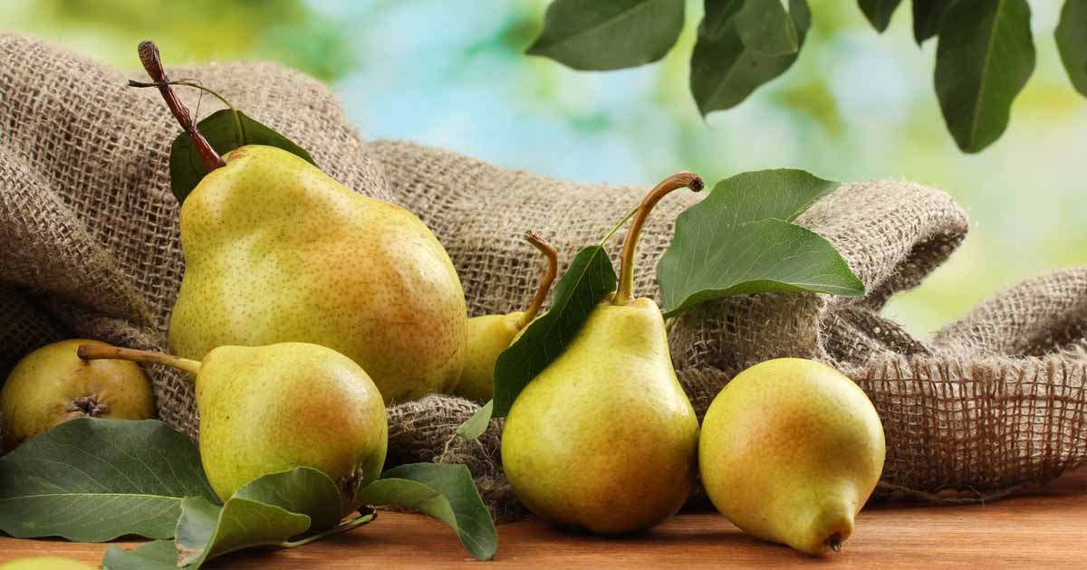IG International Brings Belgian Conference Pears To India ...