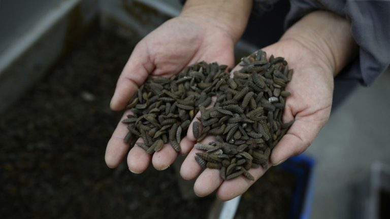 Maggots Are The Hero We Need To Combat Food Waste - HungryForever Food Blog