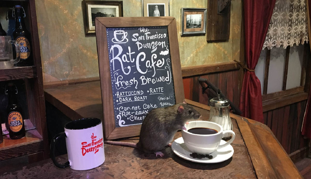 Would You Pay To Have A Coffee Date With A Rat? - HungryForever Food Blog