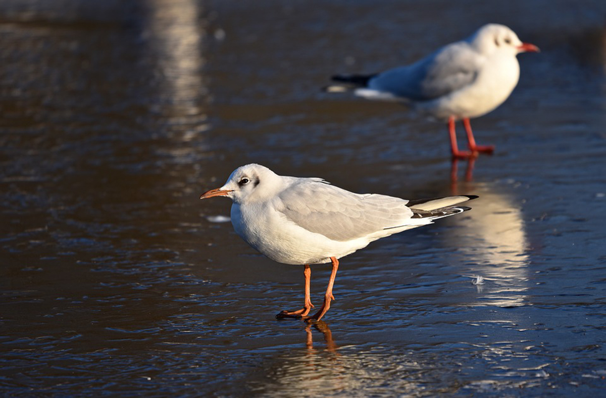 Stop Feeding Junk Food To Migratory Birds Says BNHS - HungryForever ...