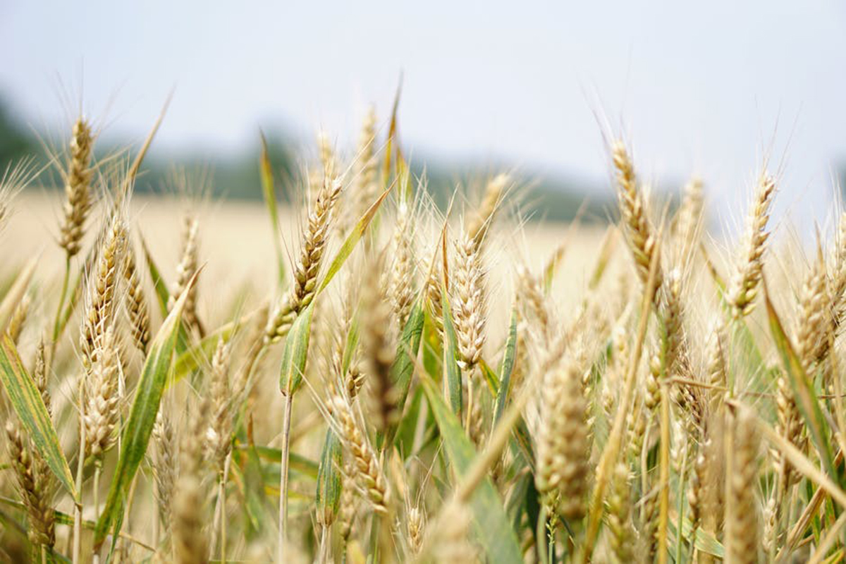 Info Edge Funds Agritech Start Up Gramophone With $1 Million ...