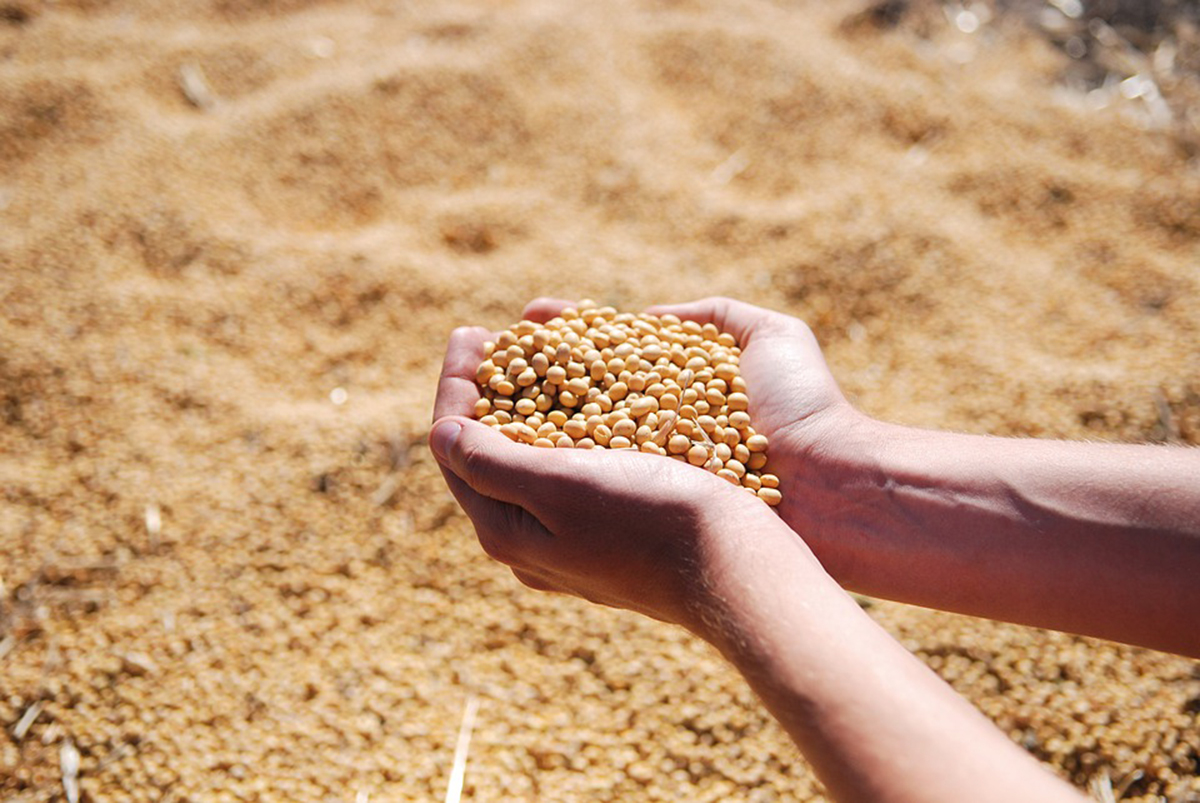Questions Raised Against Genetically Modified Soybean Farming In ...