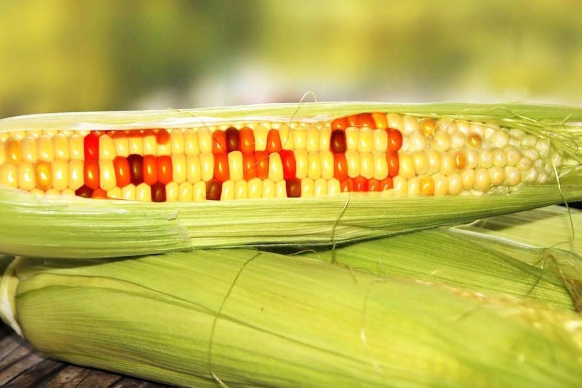 Packaged Food Labels Need To Display Details of GM Ingredients : FSSAI ...