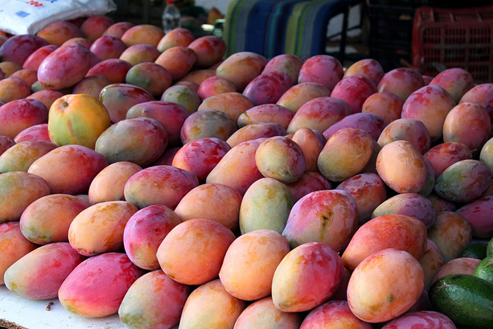 Konkan Alphonso Mangoes Get A Geographical Indication Tag ...