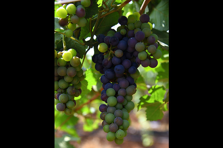Sula Expects Bumper Harvest This Year With 12000 Tonnes Of Grapes In ...